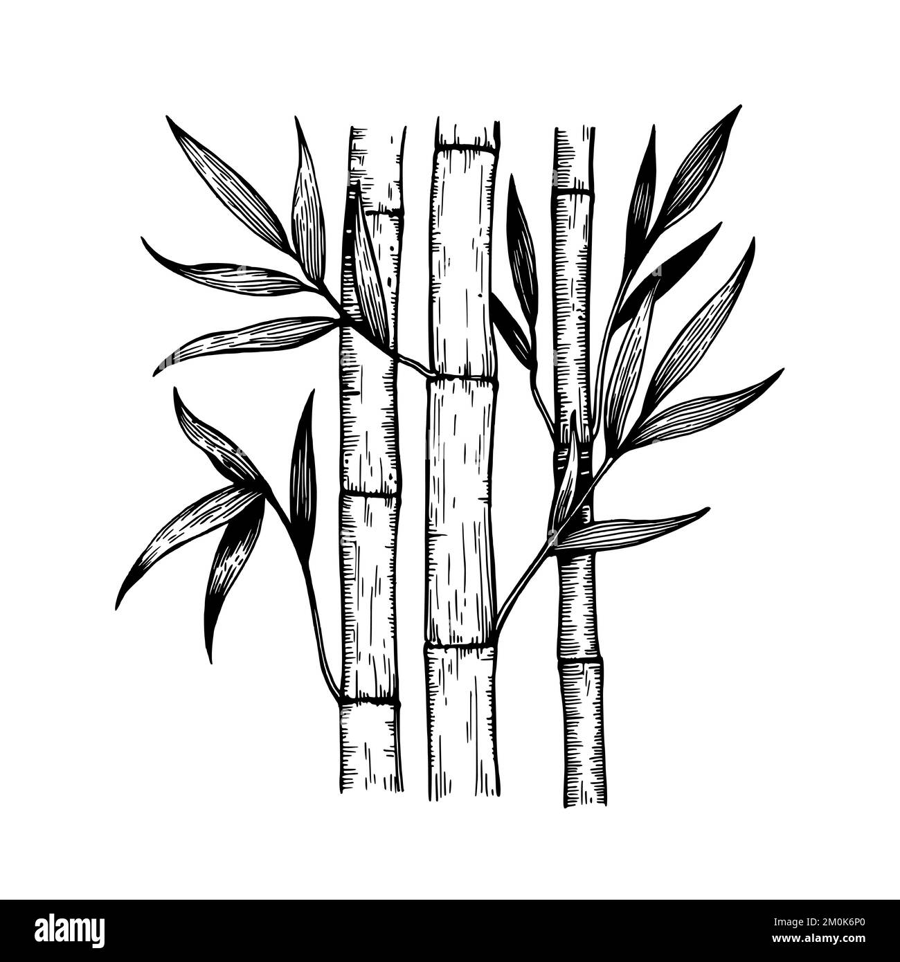 Vector botanical illustration of bamboo in engraving retro style ...