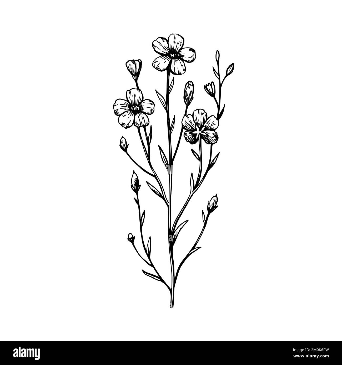 Vector botanical illustration of flax in engraving retro style ...