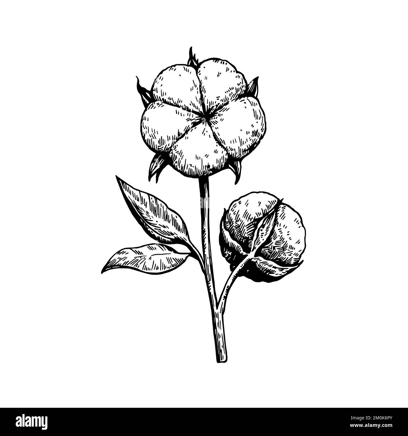 Cotton plant botanical drawing hi-res stock photography and images - Alamy
