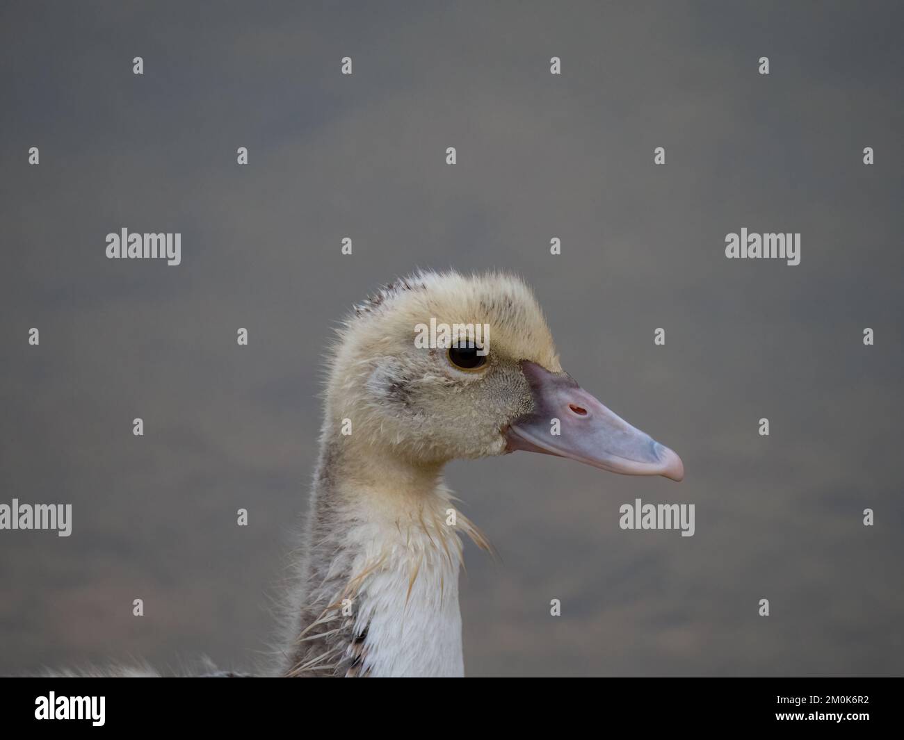 Close up of the head and neck of a Muscovy or Creole duckling ...
