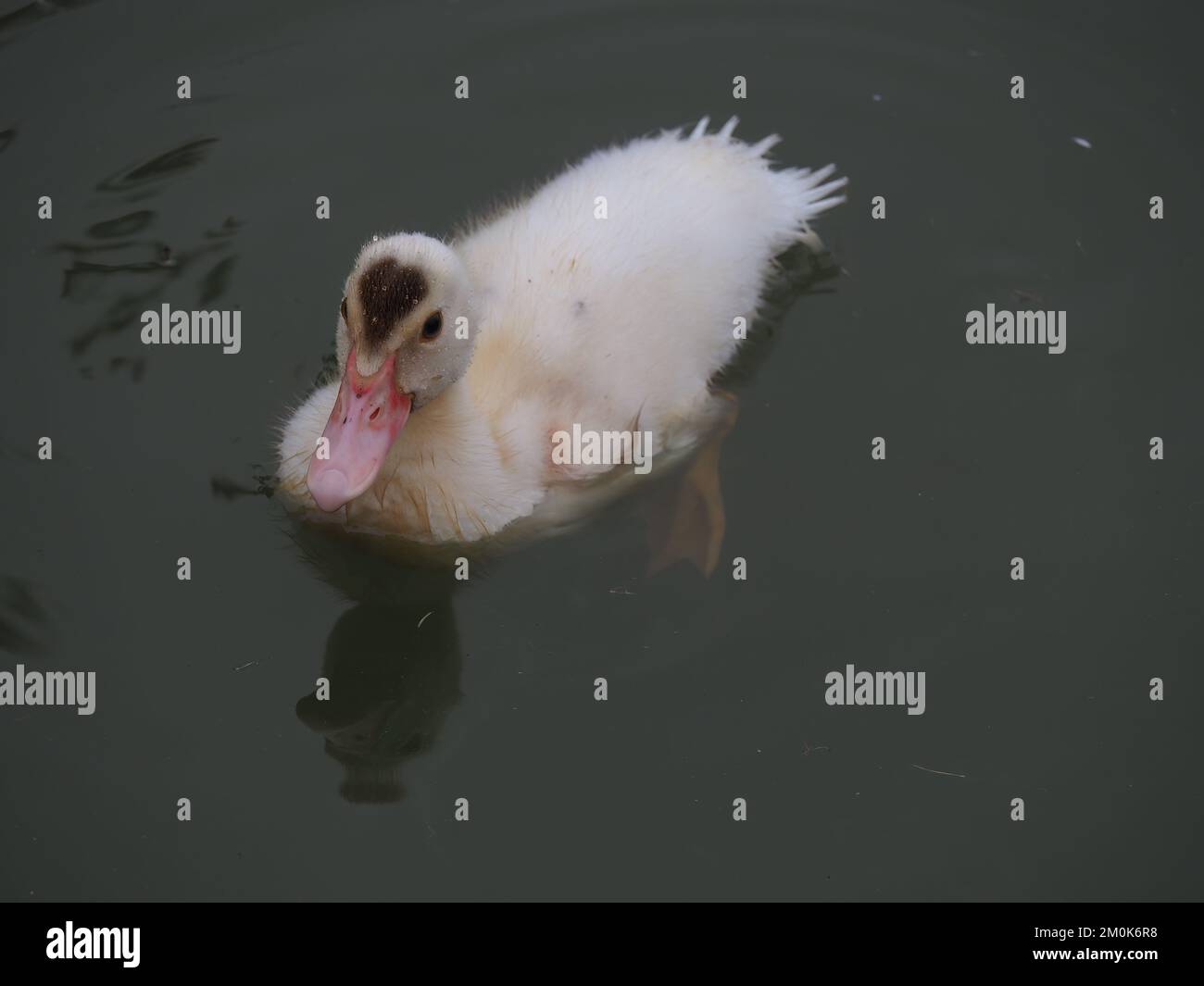 Muscovy or Creole duckling facing the camera swimming in a still pond ...
