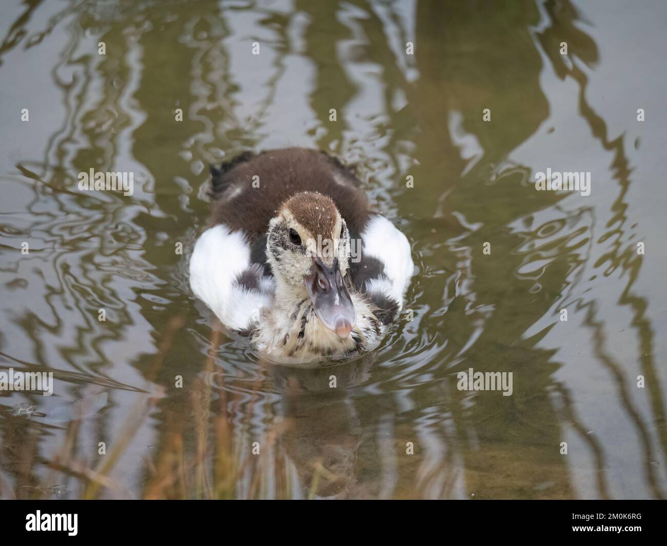 Muscovy or Creole duckling with water droplets on its head floating in ...