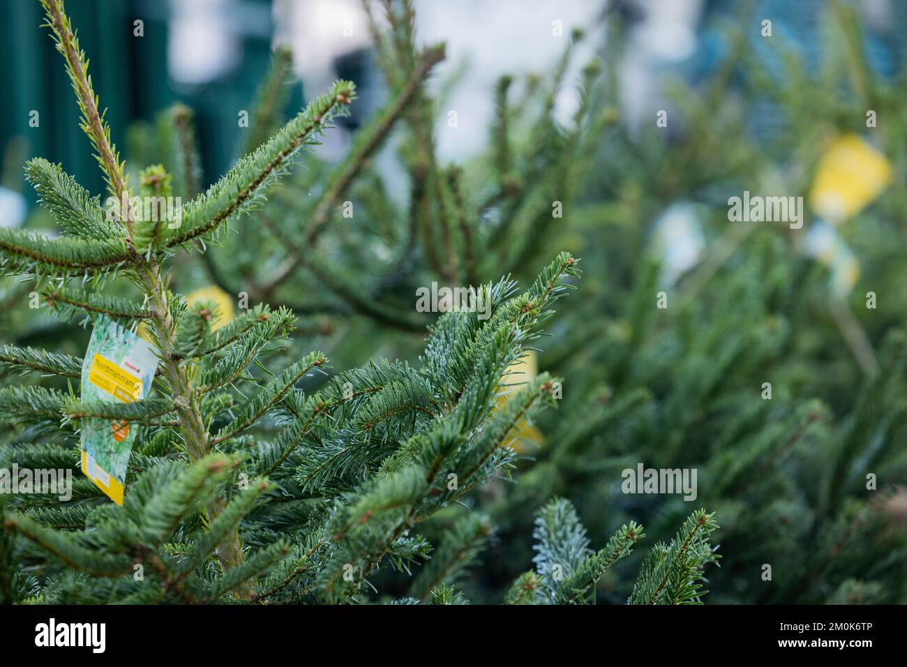Cologne, Germany. 24th Nov, 2022. Fair trade Christmas trees with the ...