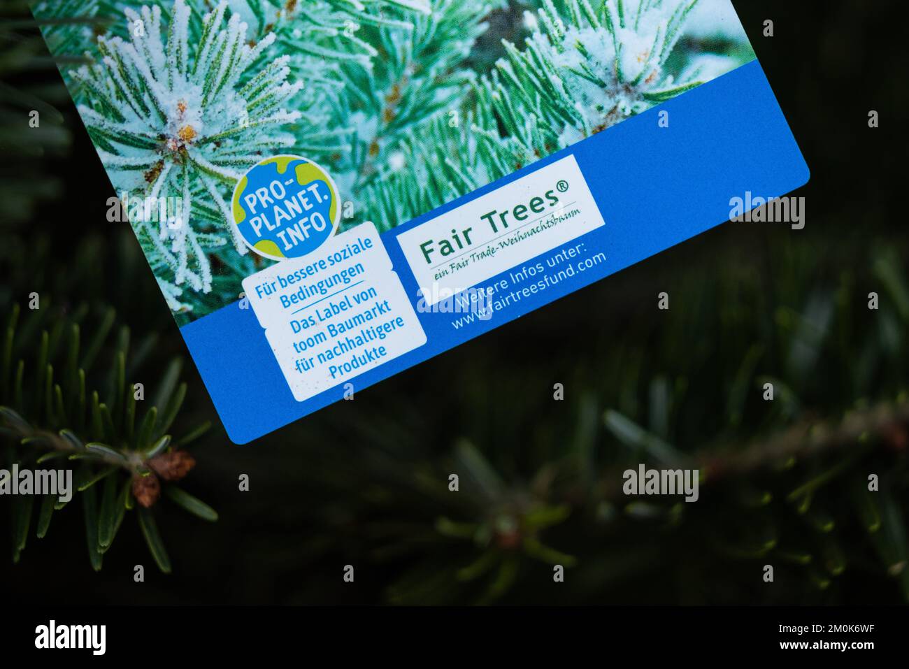 Cologne, Germany. 24th Nov, 2022. A Christmas tree with Fair Trees seal ...