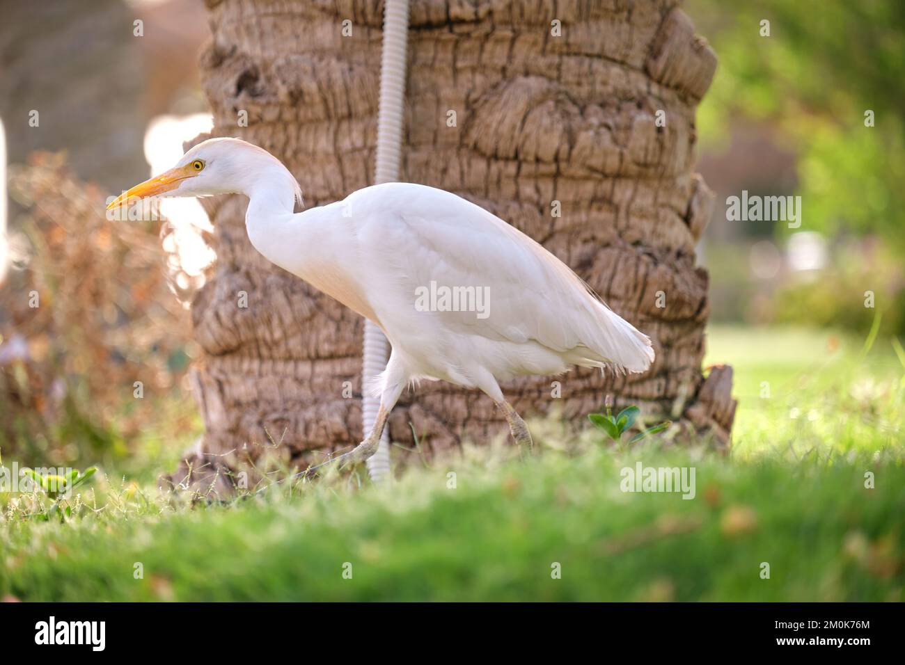 White cattle egret wild bird, also known as Bubulcus ibis walking on ...