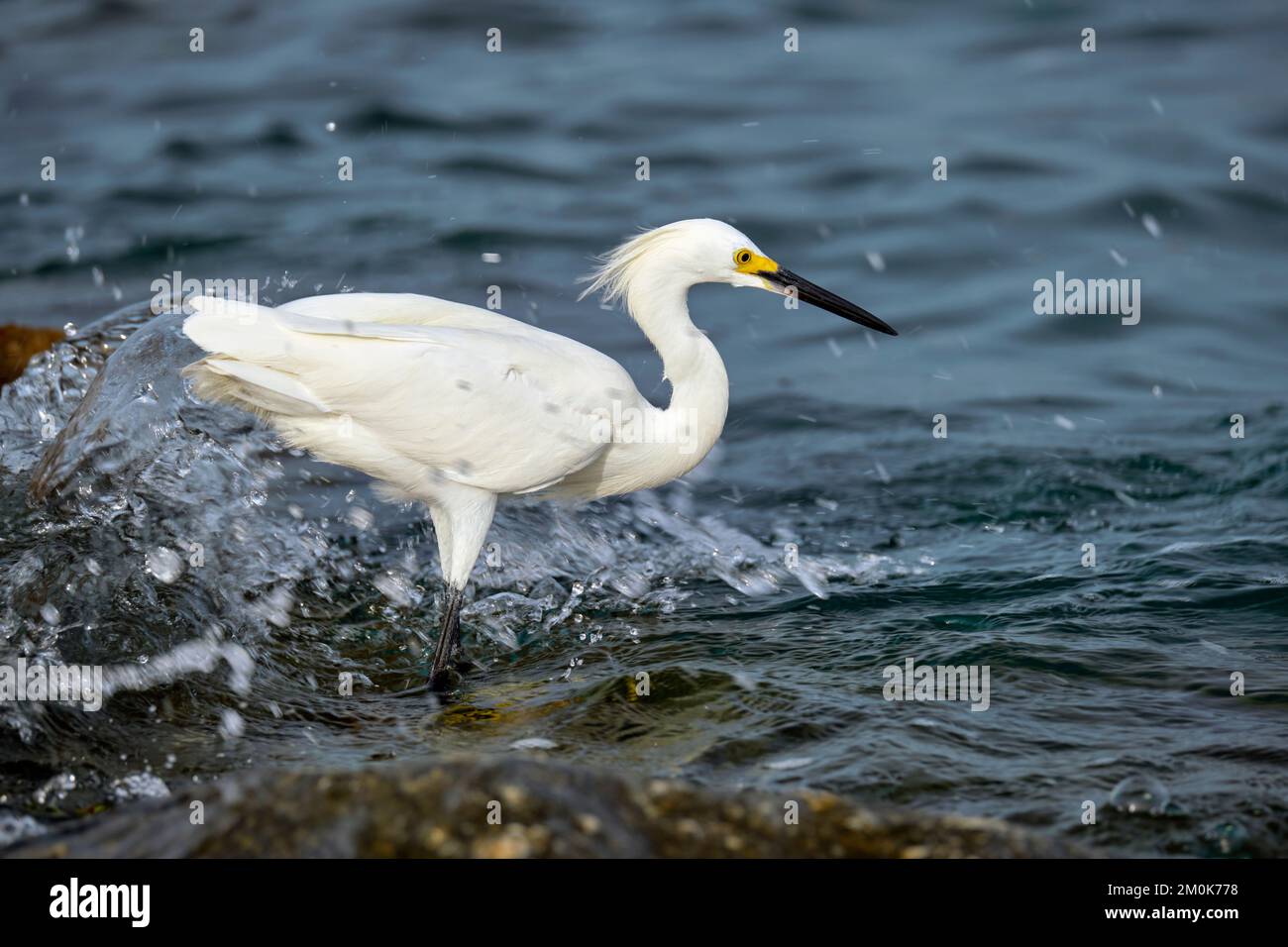 White heron wild sea bird, also known as great or snowy egret hunting ...
