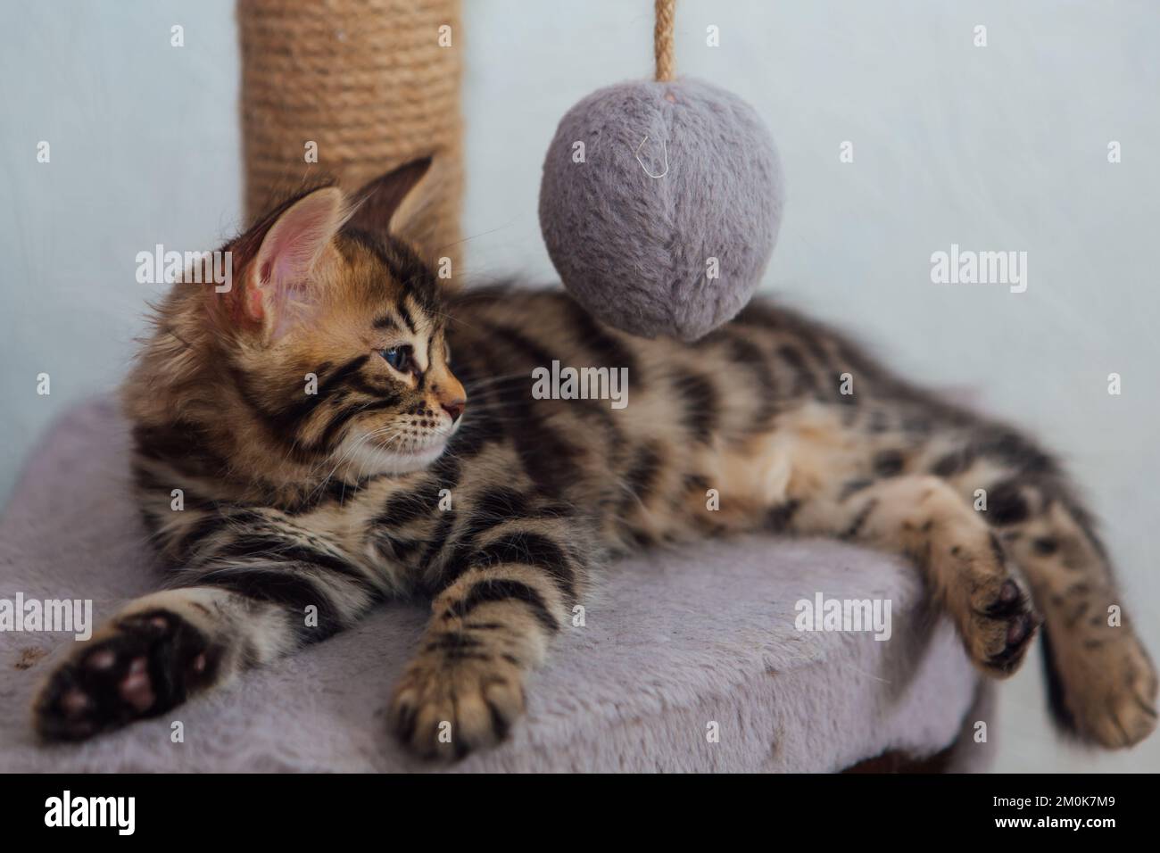 Young cute bengal kitten laying on a soft cat's shelf of a cat's house ...