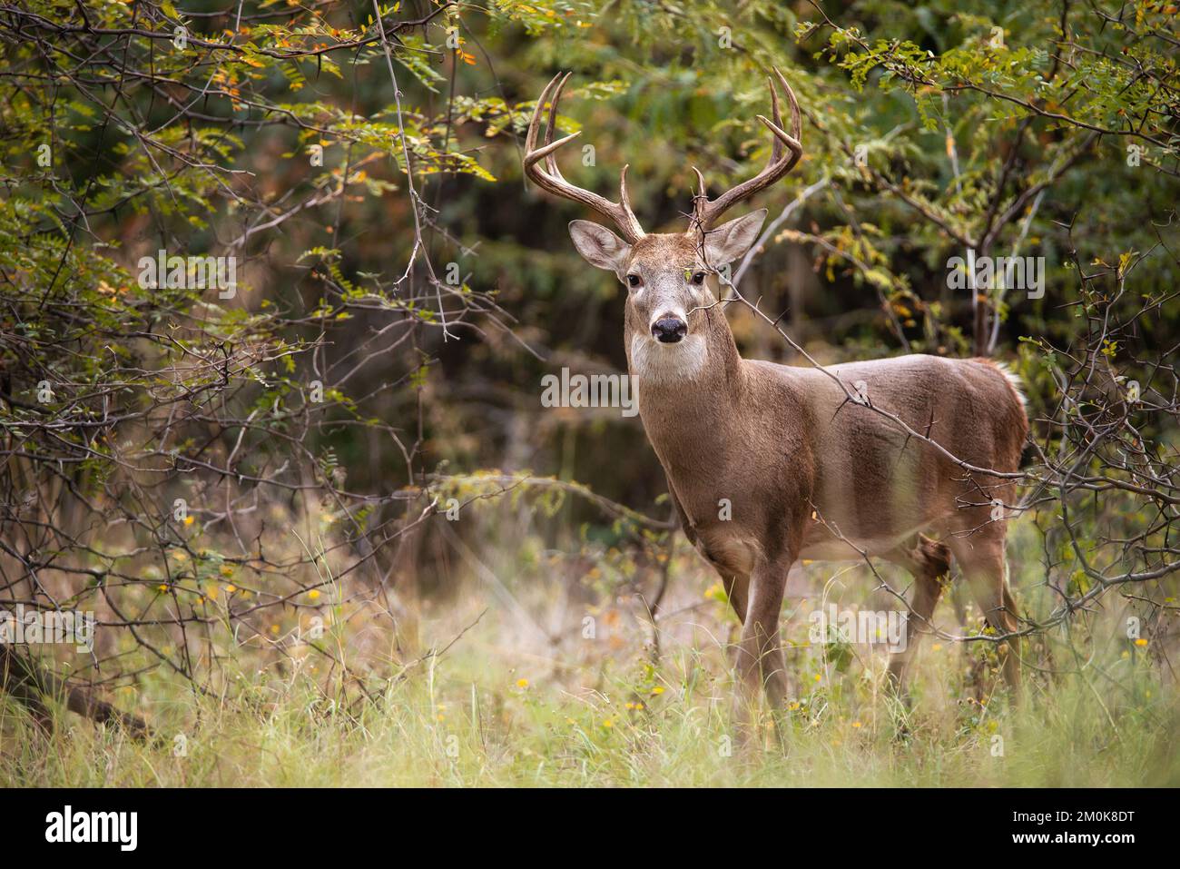 White-tailed Deer, a buck, in the autumn woods during rut season in ...