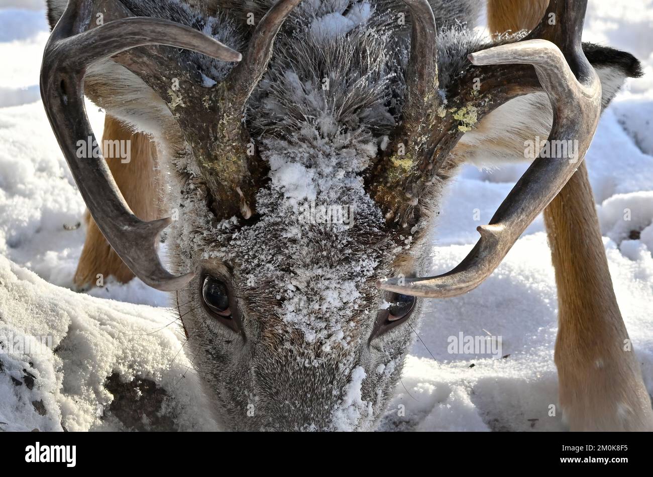 A close up image of a white-tailed deer "Odocoileus virginianus", with ...