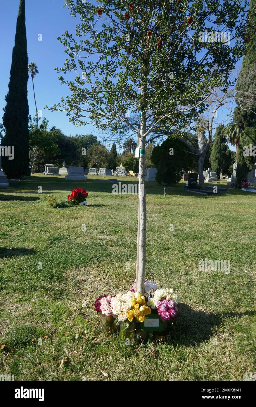 Los Angeles, California, USA 3rd December 2022 Actor/comedian Trevor ...