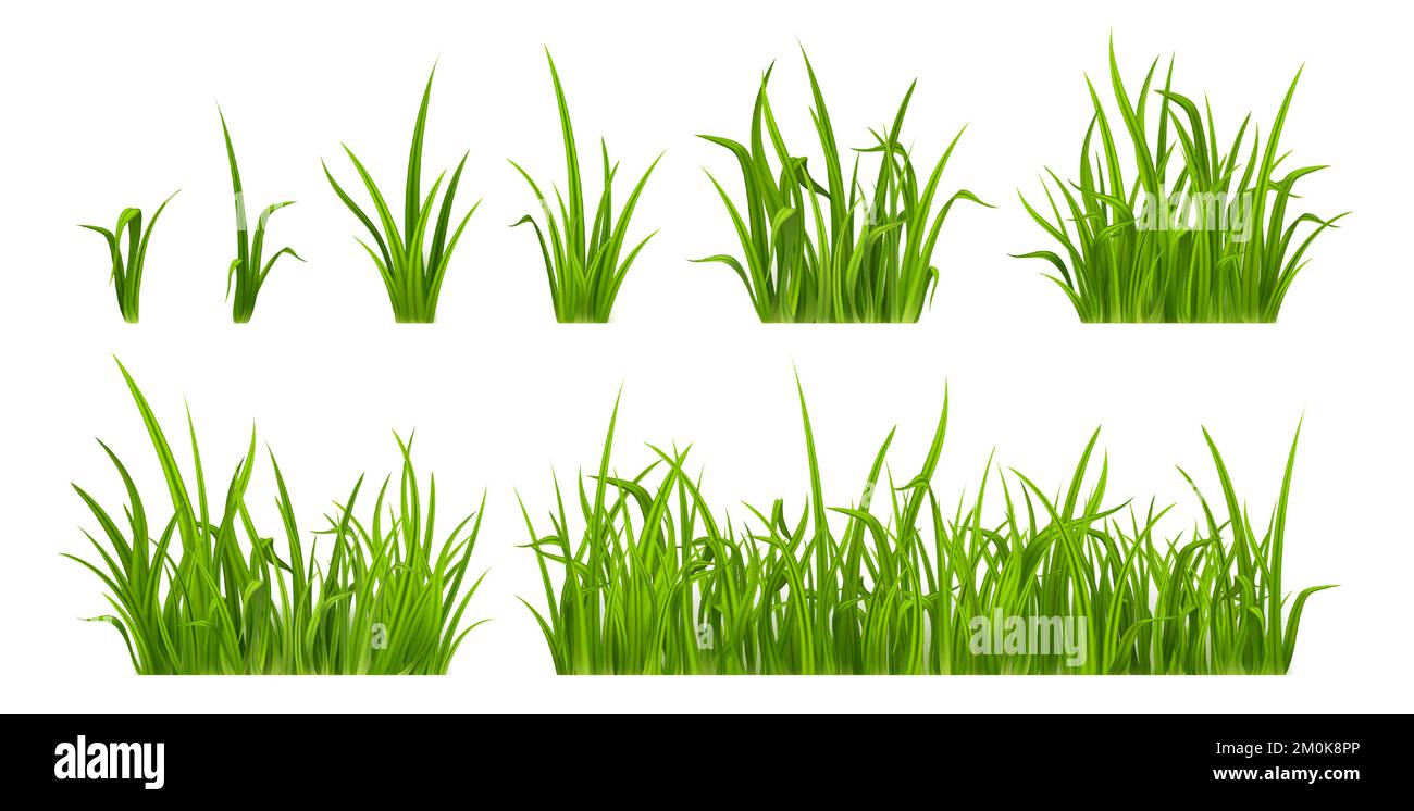 Green grass, weed plants for lawn, spring or summer field, garden or ...