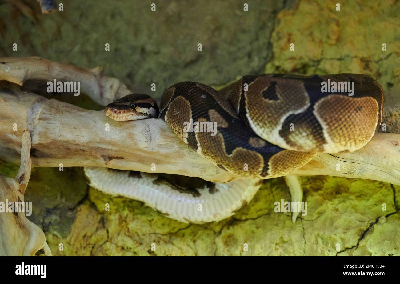 Berlin, Germany. 30th Nov, 2022. A royal python (Python regius) lies on ...