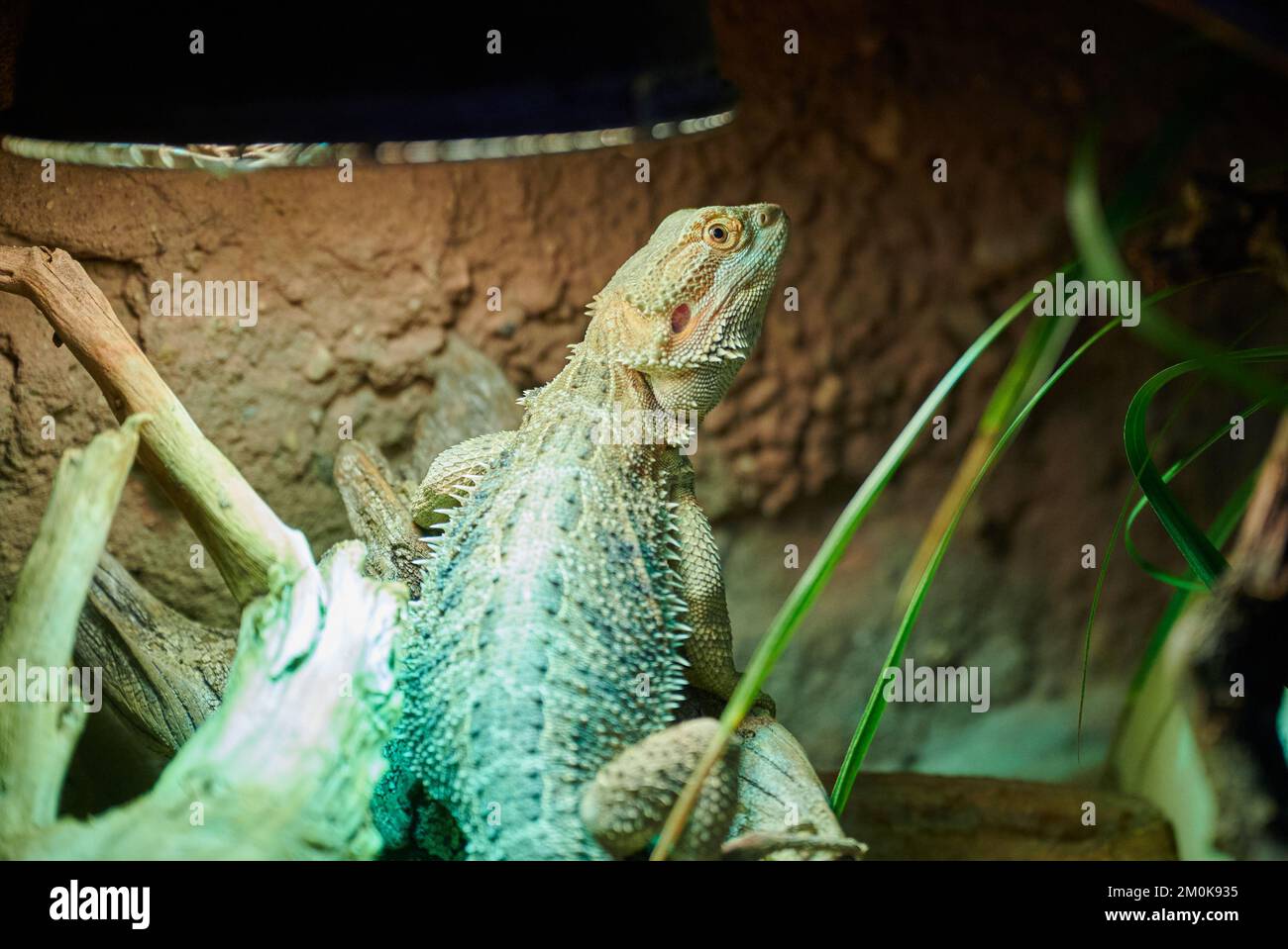 Berlin, Germany. 30th Nov, 2022. A lizard stands under a heat lamp in ...