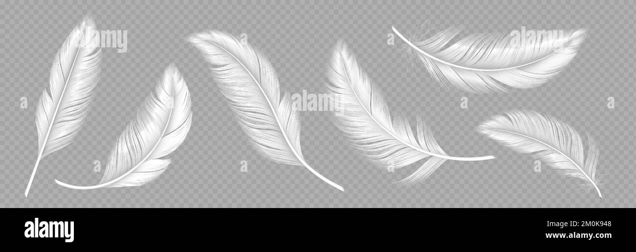 White soft feathers isolated on transparent background. Down or plume ...
