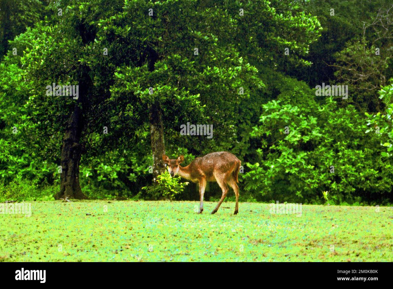 Habituated rusa hi-res stock photography and images - Alamy