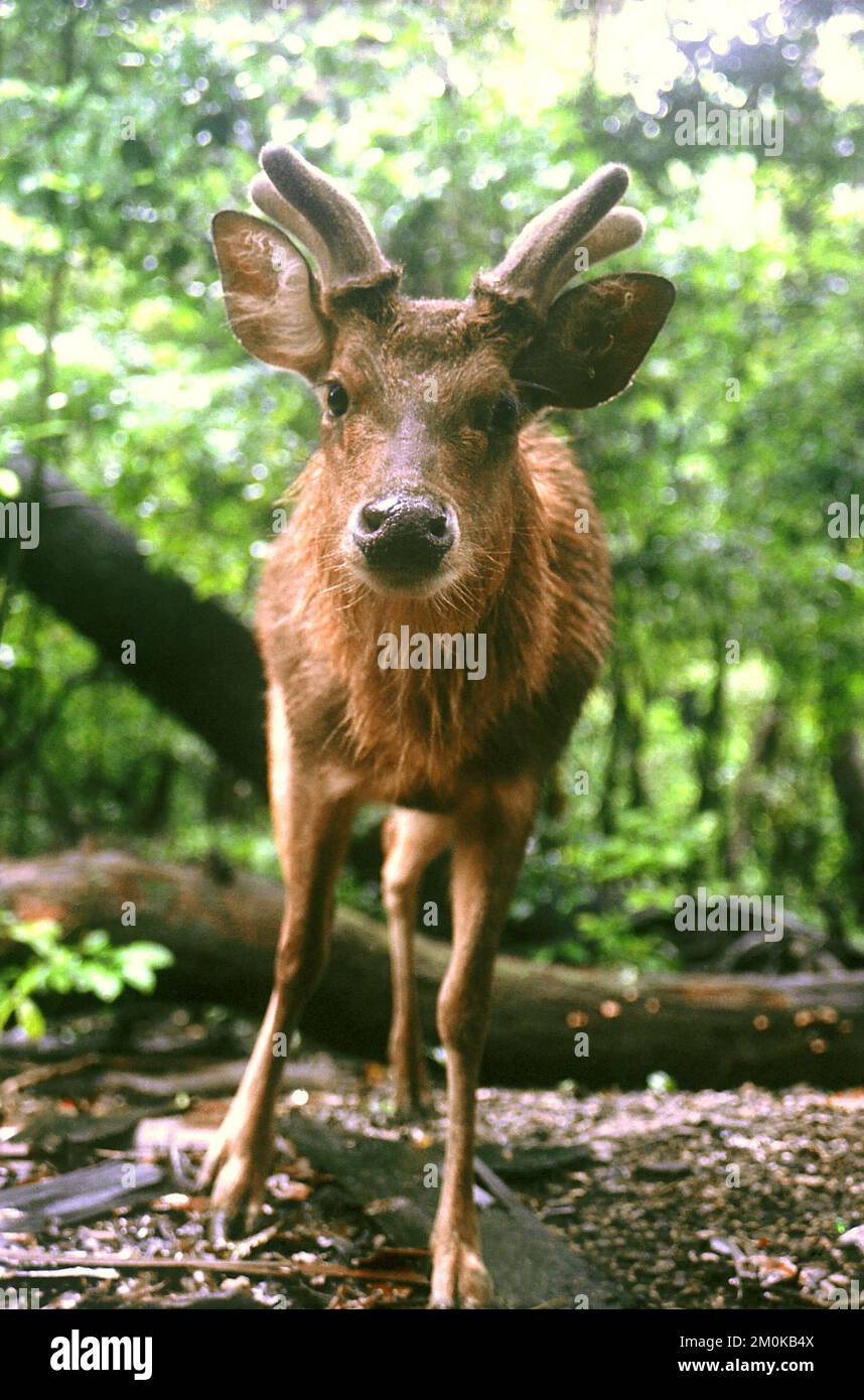 Habituated rusa hi-res stock photography and images - Alamy