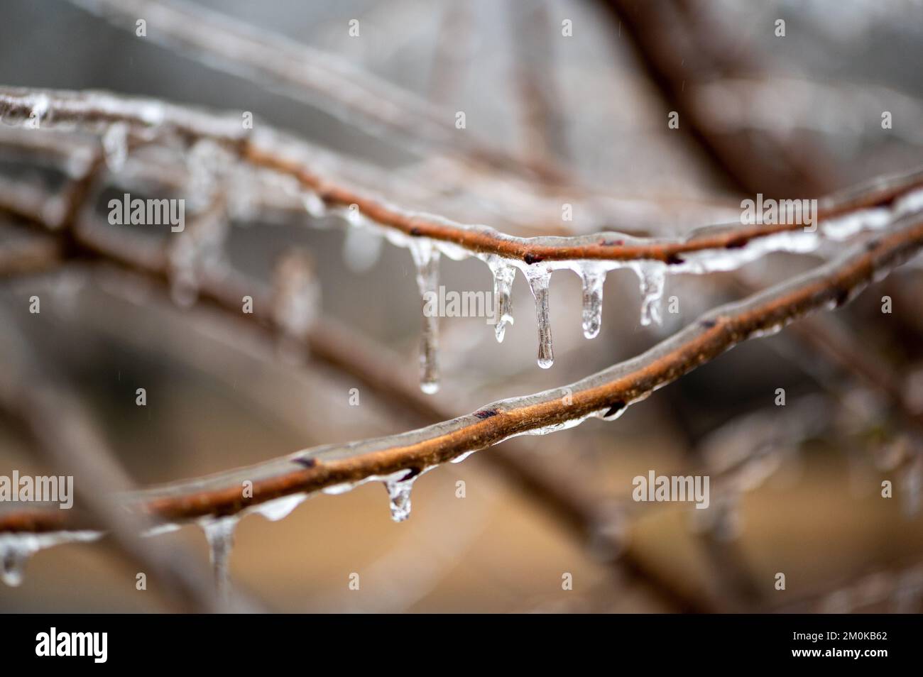 A closeup shot of branches with frost against a blurry misty background ...