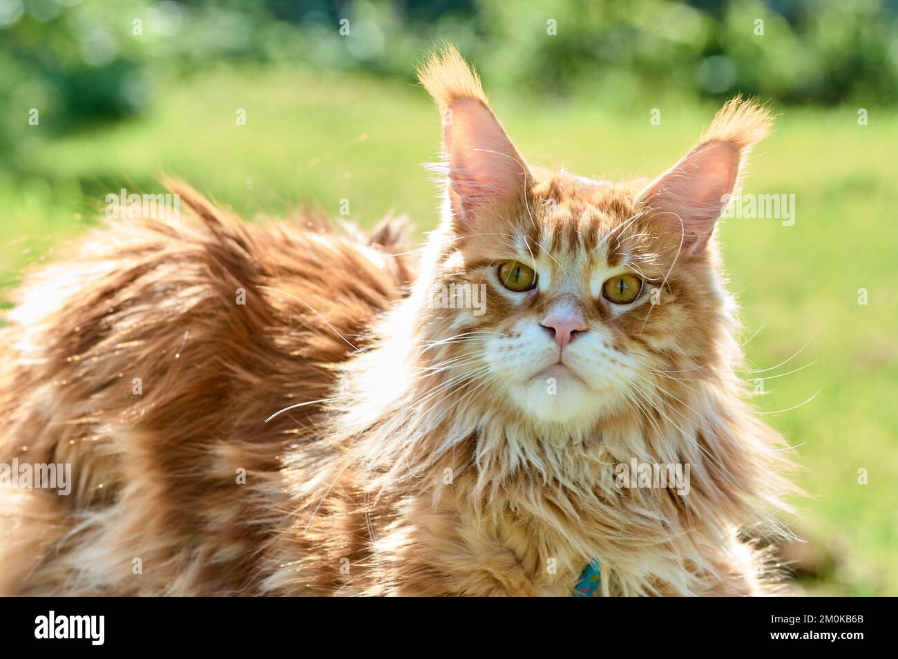 ginger cat looks into the camera close-up, meikun Stock Photo - Alamy