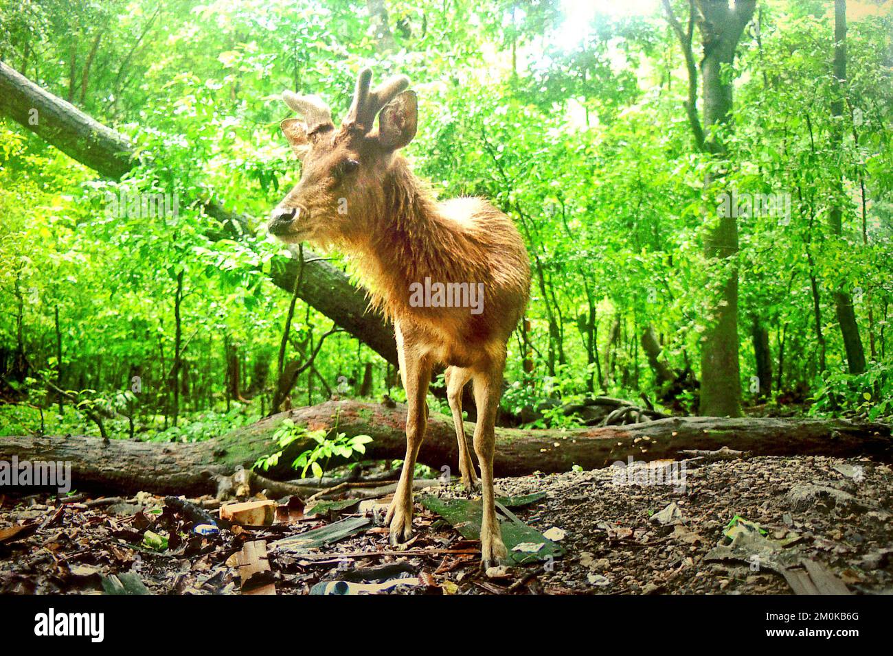 A habituated Javan rusa is foraging for food on Peucang Island, Ujung ...