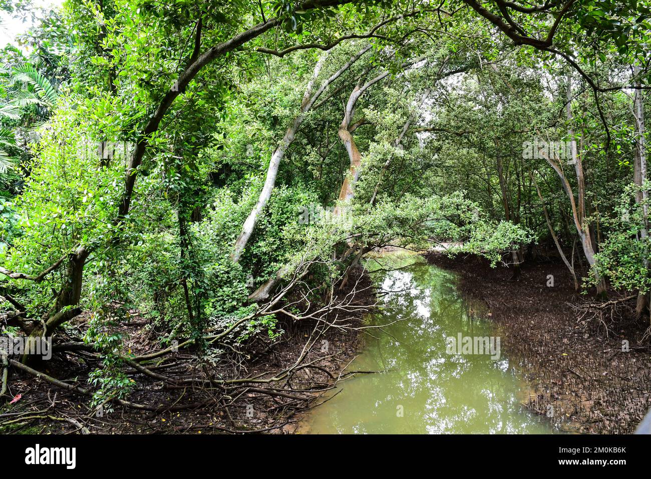 Mangrove habitat and forests in Singapore Stock Photo - Alamy