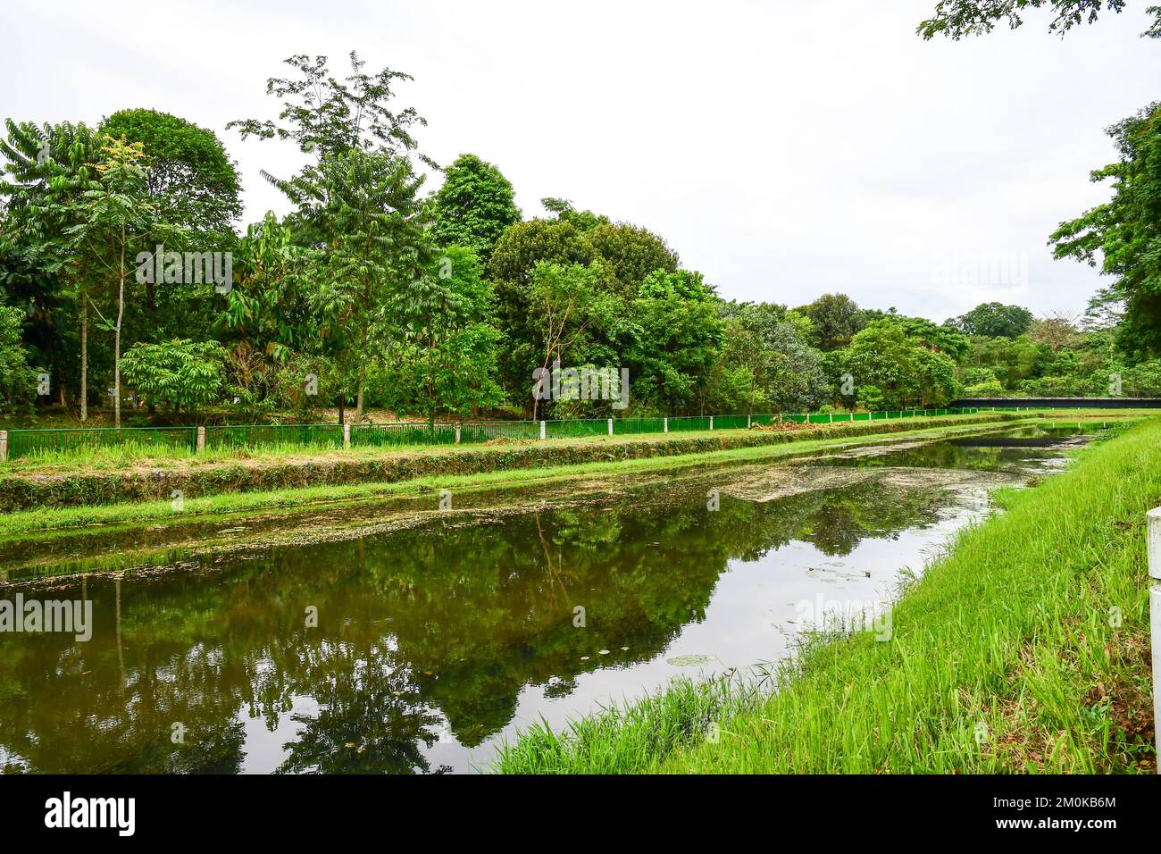 Parks in Singapore - Springleaf Nature Park Stock Photo - Alamy