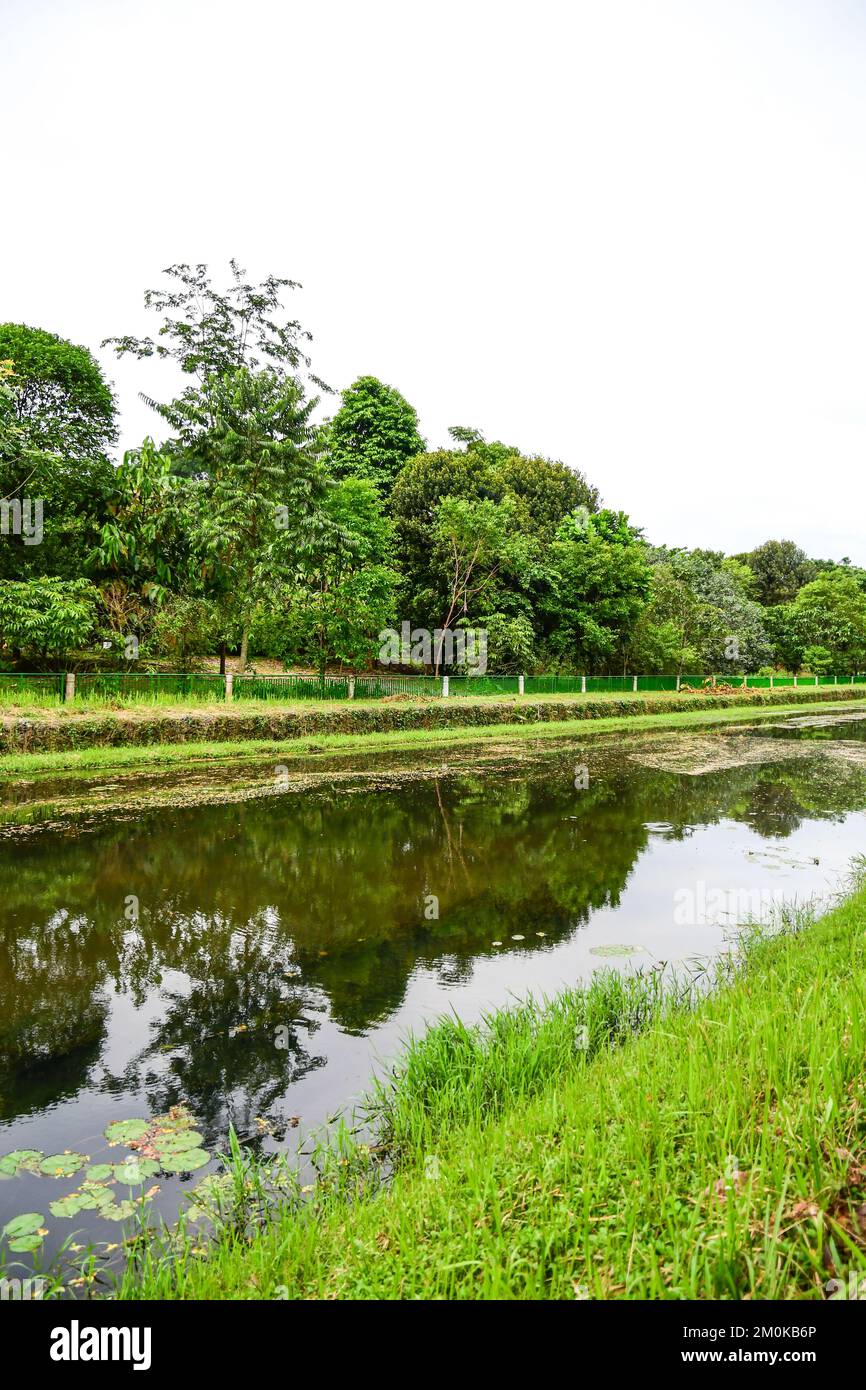 Parks in Singapore - Springleaf Nature Park Stock Photo - Alamy