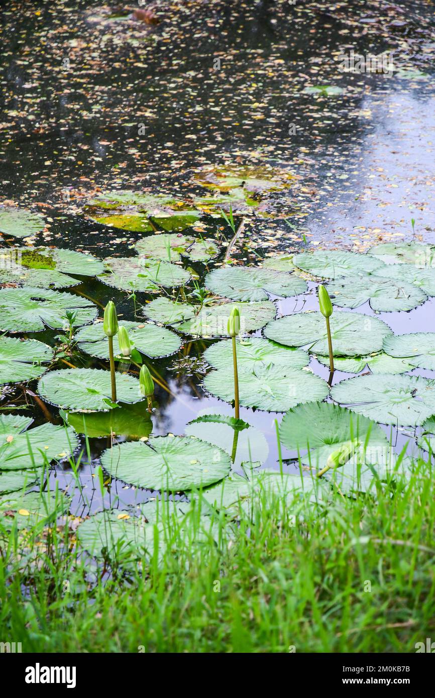 Water lilies about to bloom at Springleaf Nature Park Singapore Stock ...