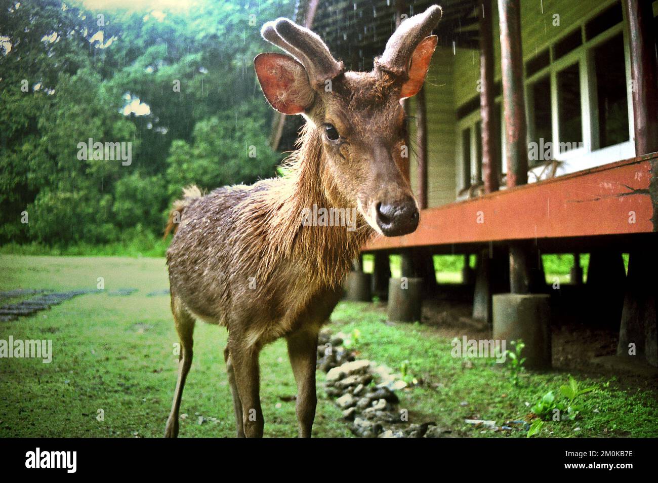 A habituated Javan rusa is foraging for food at a guesthouse on Peucang ...
