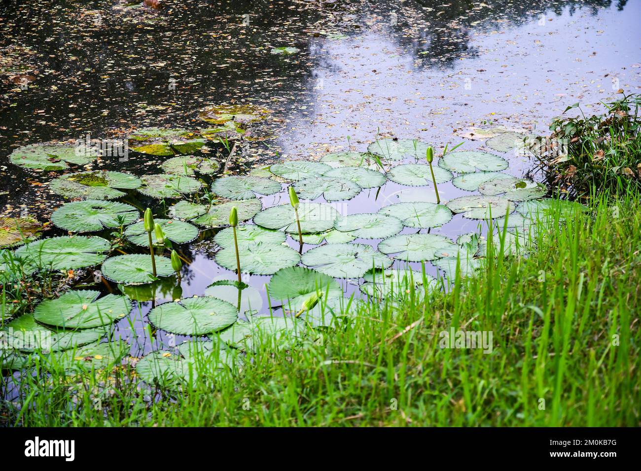 Water lilies about to bloom at Springleaf Nature Park Singapore Stock ...