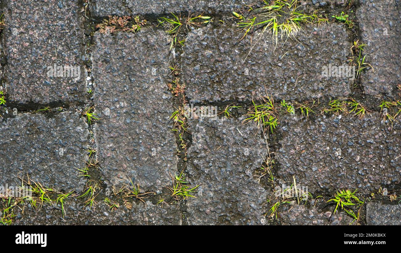 paving block texture with weeds in the gaps in the background Stock ...