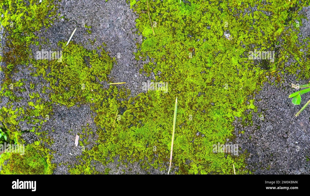 mossy concrete and overgrown with weeds Stock Photo - Alamy