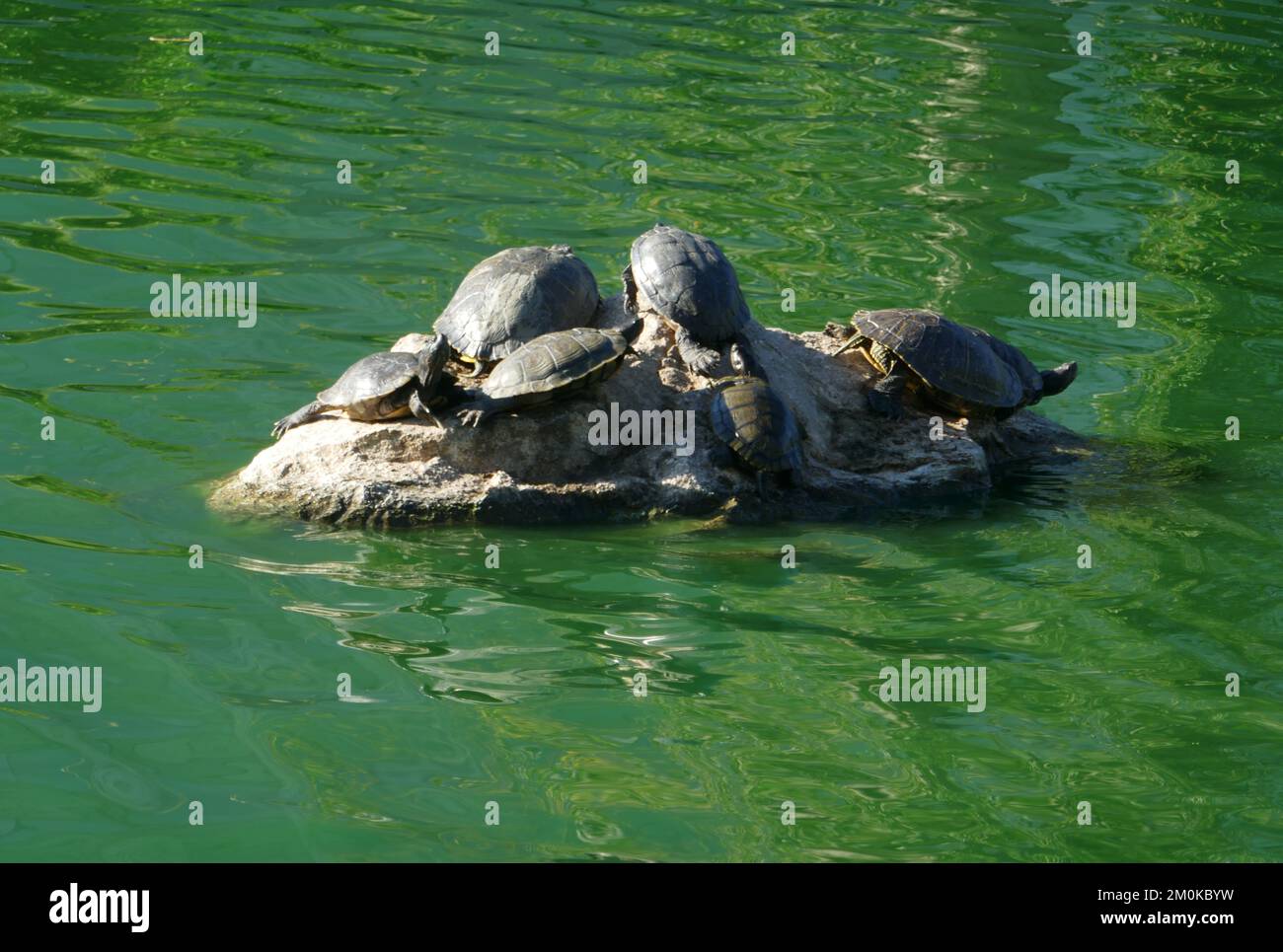 Los Angeles, California, USA 3rd December 2022 Turtles in Lake at ...
