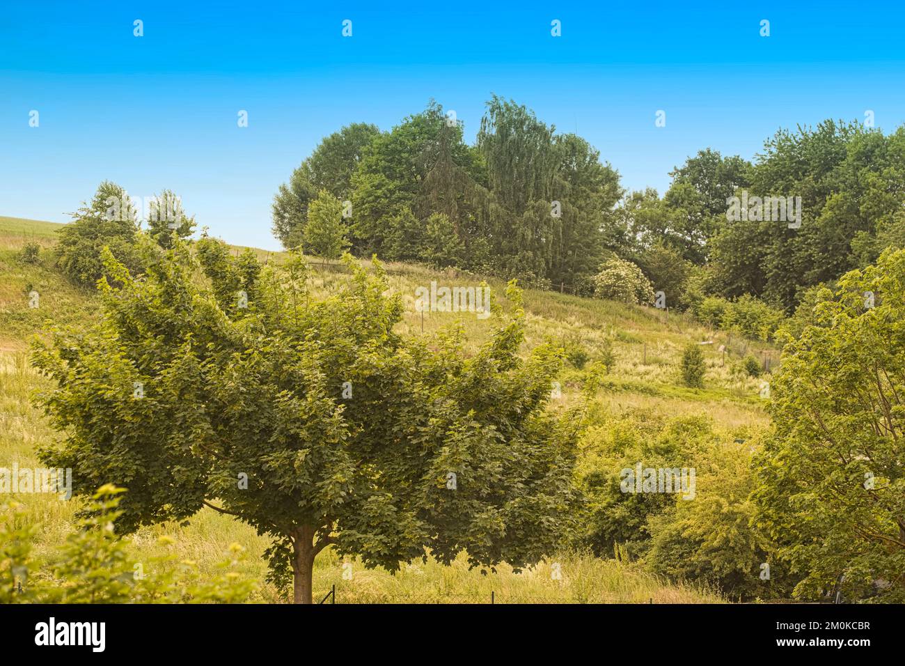 Naturnahe wiese hi-res stock photography and images - Alamy