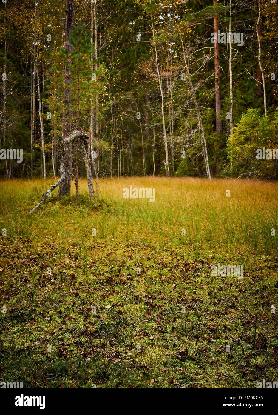 Grass land with dry leaves and long trees in the forest Stock Photo - Alamy