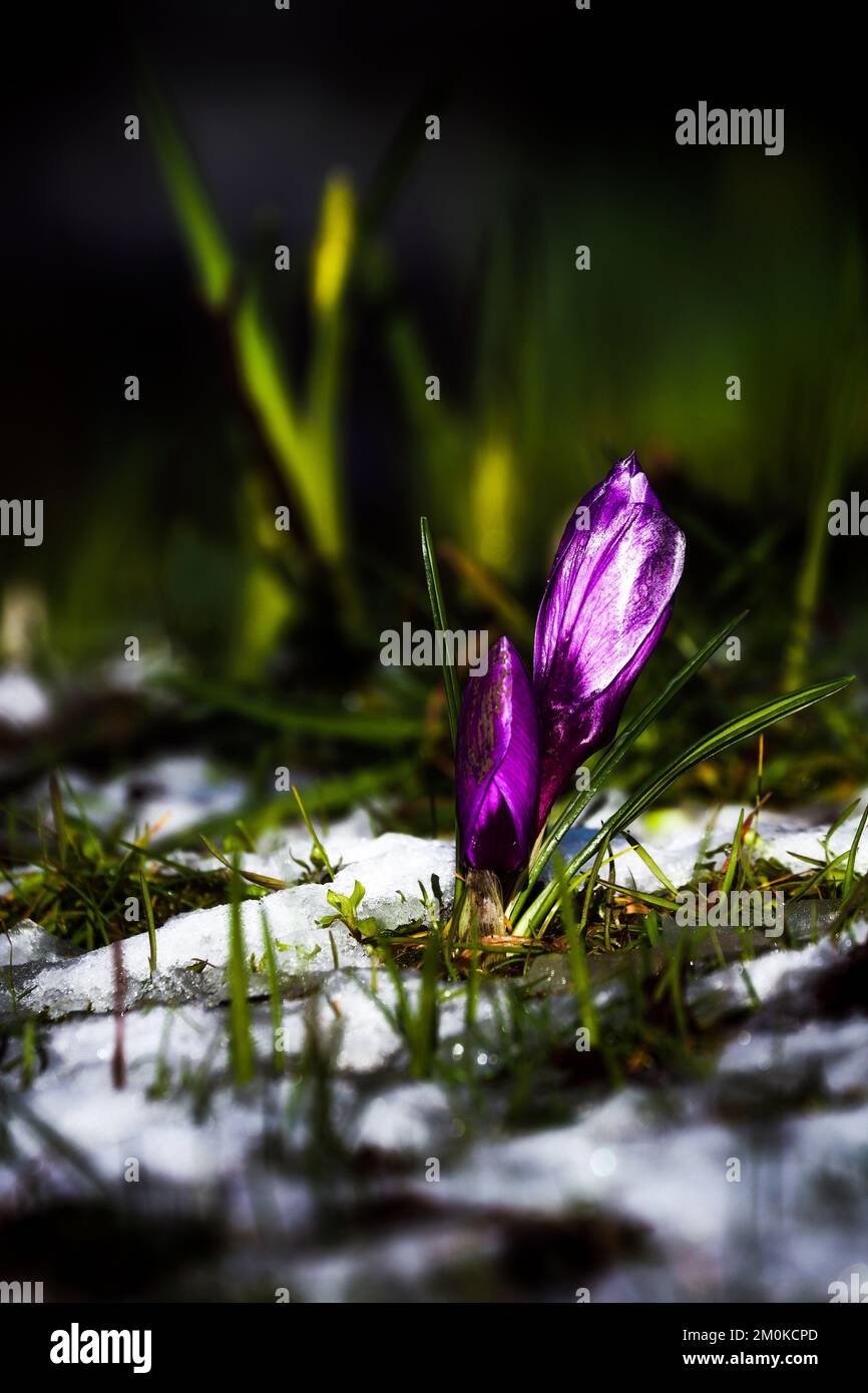 A vertical closeup shot of a purple snow flower coming out of the ...
