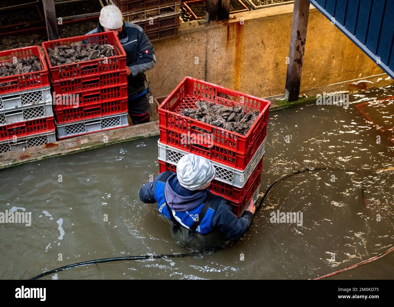 Insel Sylt, Germany. 30th Nov, 2022. An employee of Dittmeyer#s Oyster ...