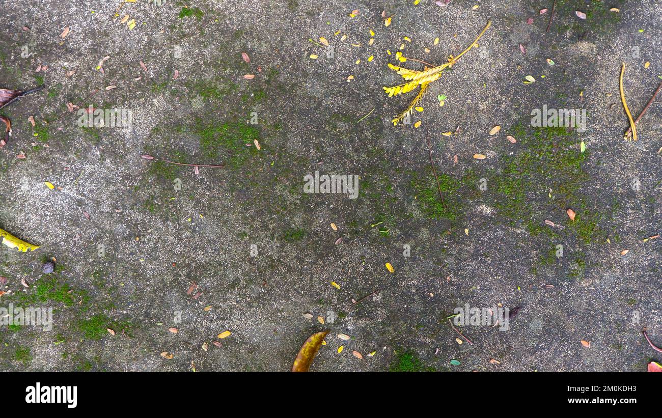 Mossy concrete road texture with dry leaves Stock Photo - Alamy