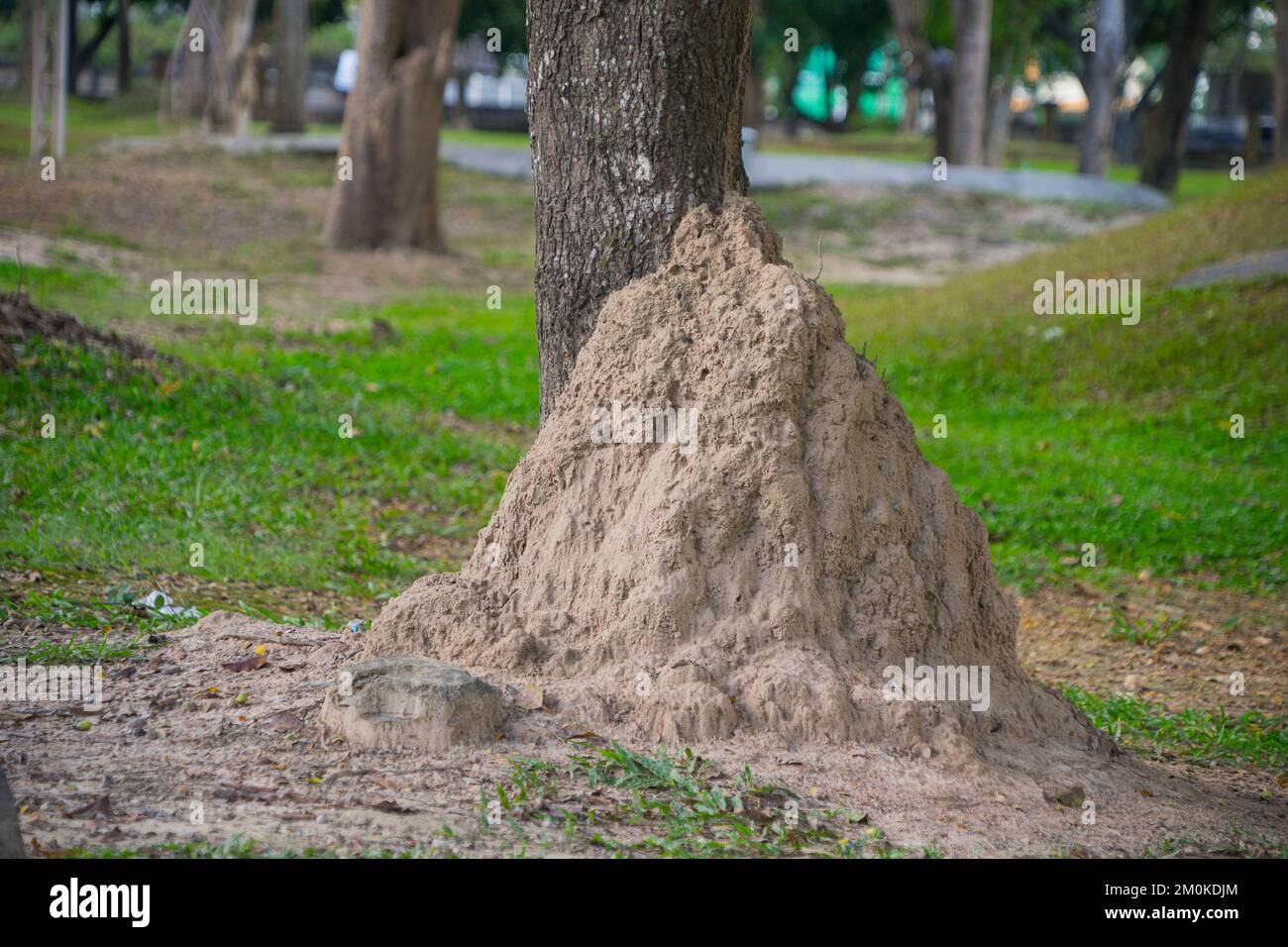 Termite mound. Giant termites,Big anthill on grass field under the tree ...