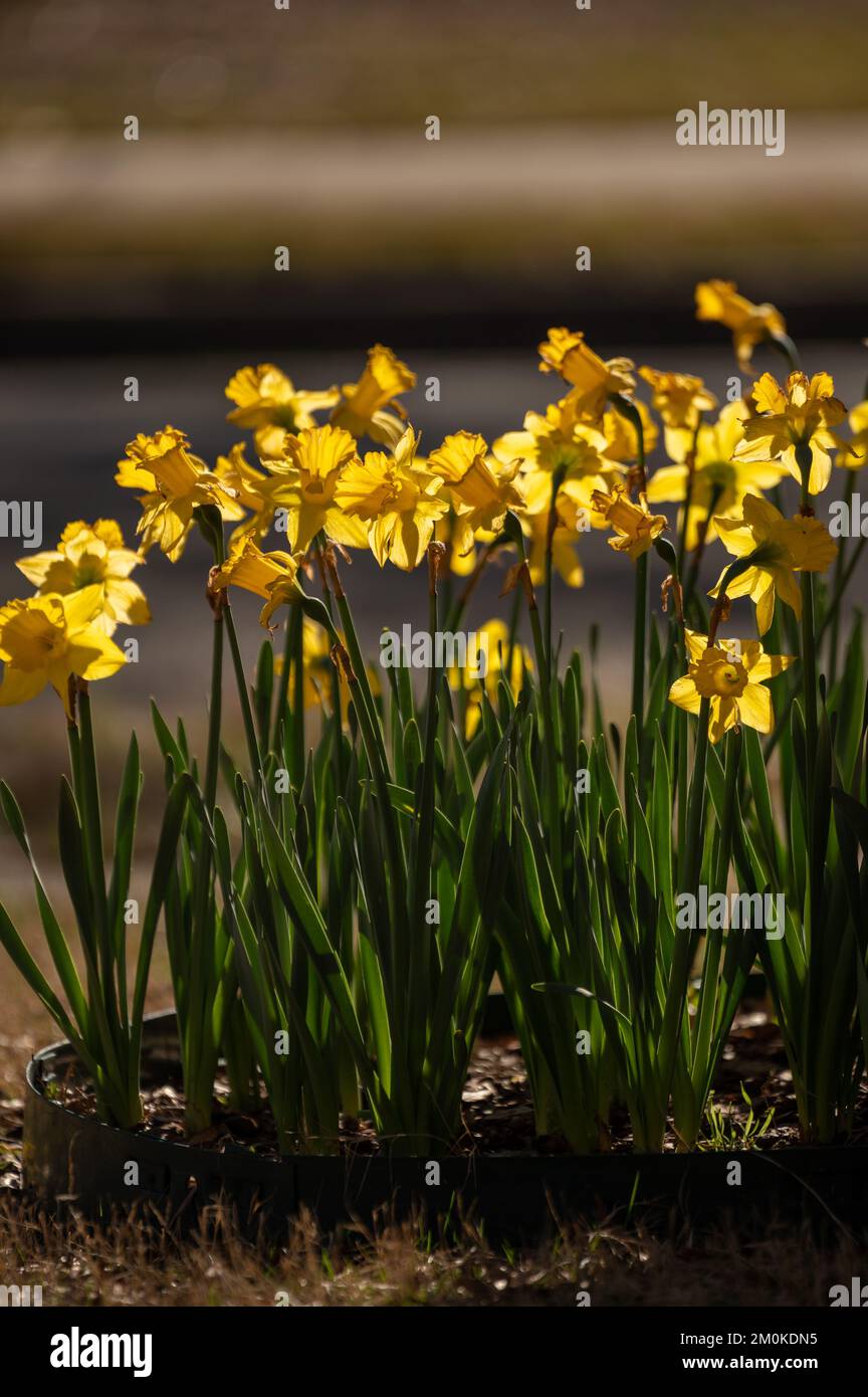 A vertical shot of yellow wild daffodil flowers blooming in a field ...