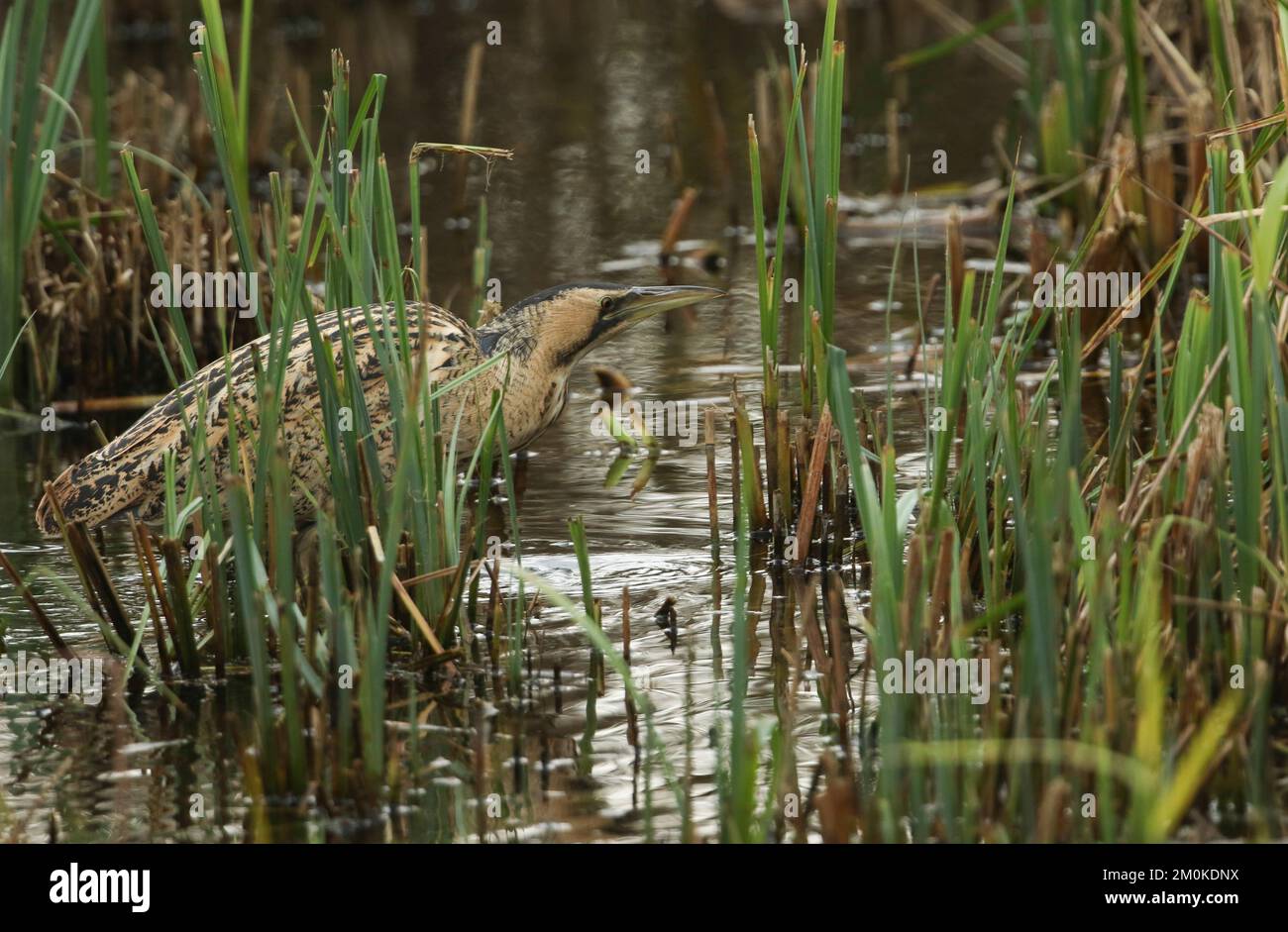 A rare hunting Bittern, Botaurus stellaris, searching for food in a ...