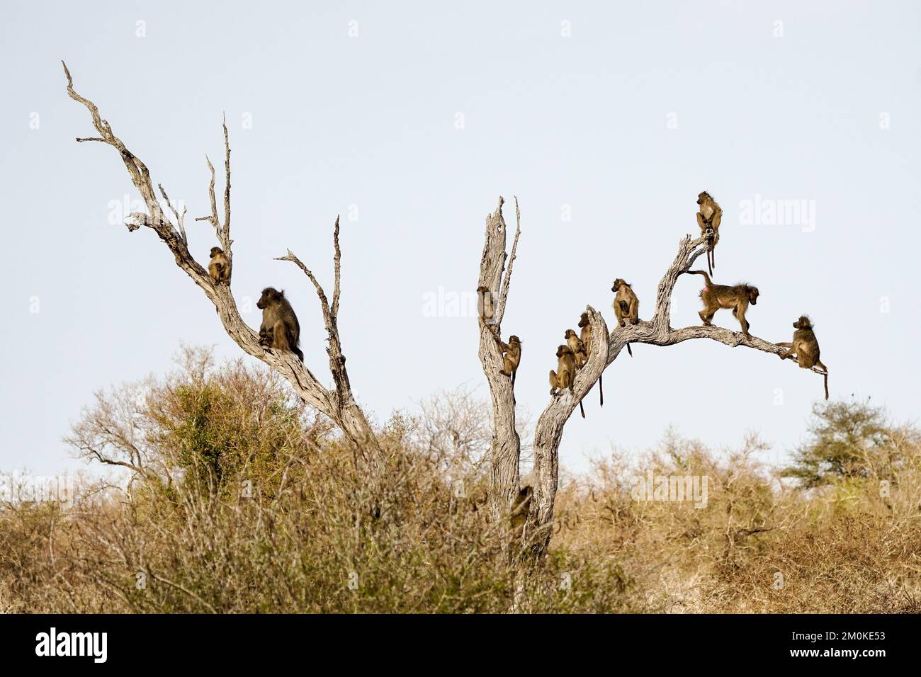 Chacma baboons (Papio ursinus) in a dead tree on alert or lookout for ...