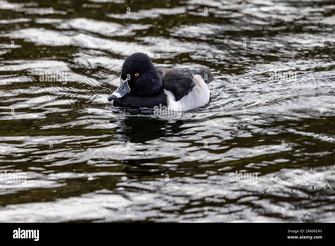 A ring necked duck swimming in the shiny pond water Stock Photo - Alamy