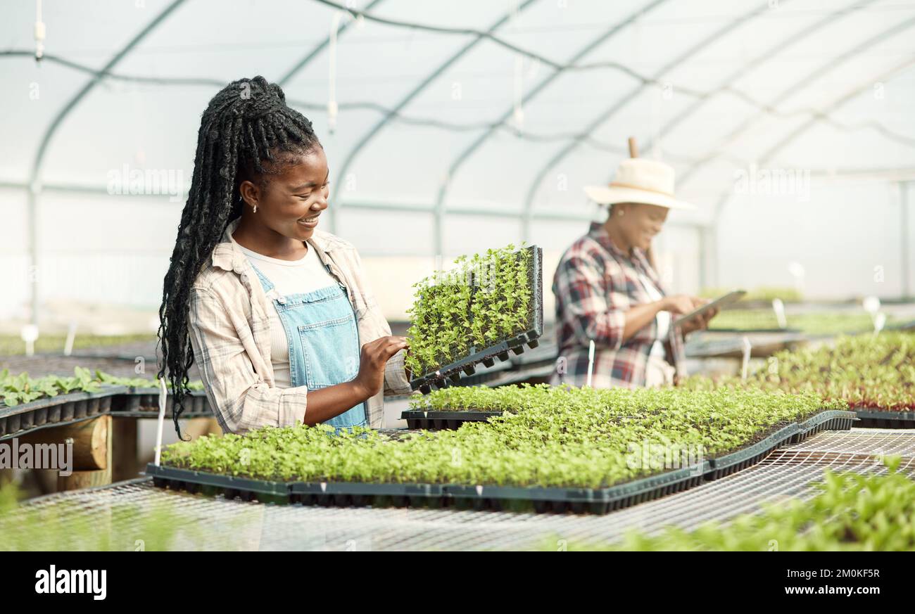 Happy farmer checking plant tray. African american farmer working in a ...