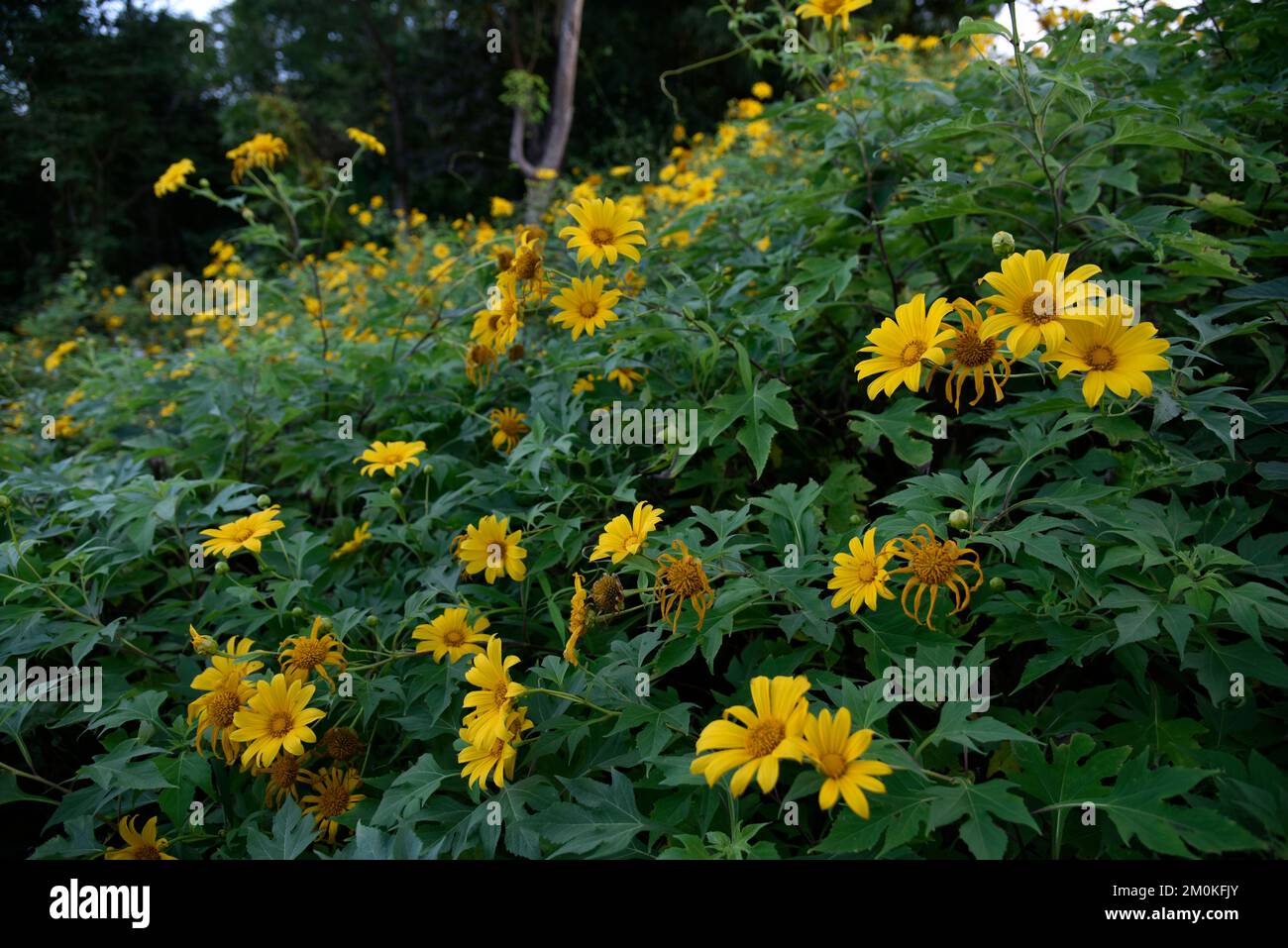 Beautiful Landscape of Thung Bua thong (Tree Marigold, Mexican ...