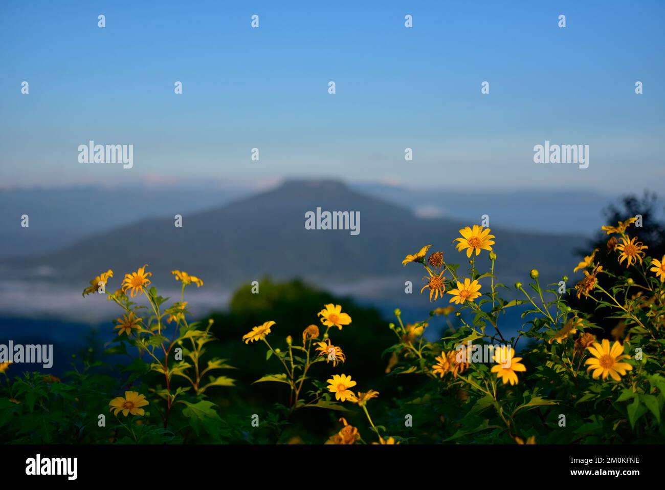 Beautiful Landscape of Bua thong (Tree Marigold, Mexican Sunflower) at ...