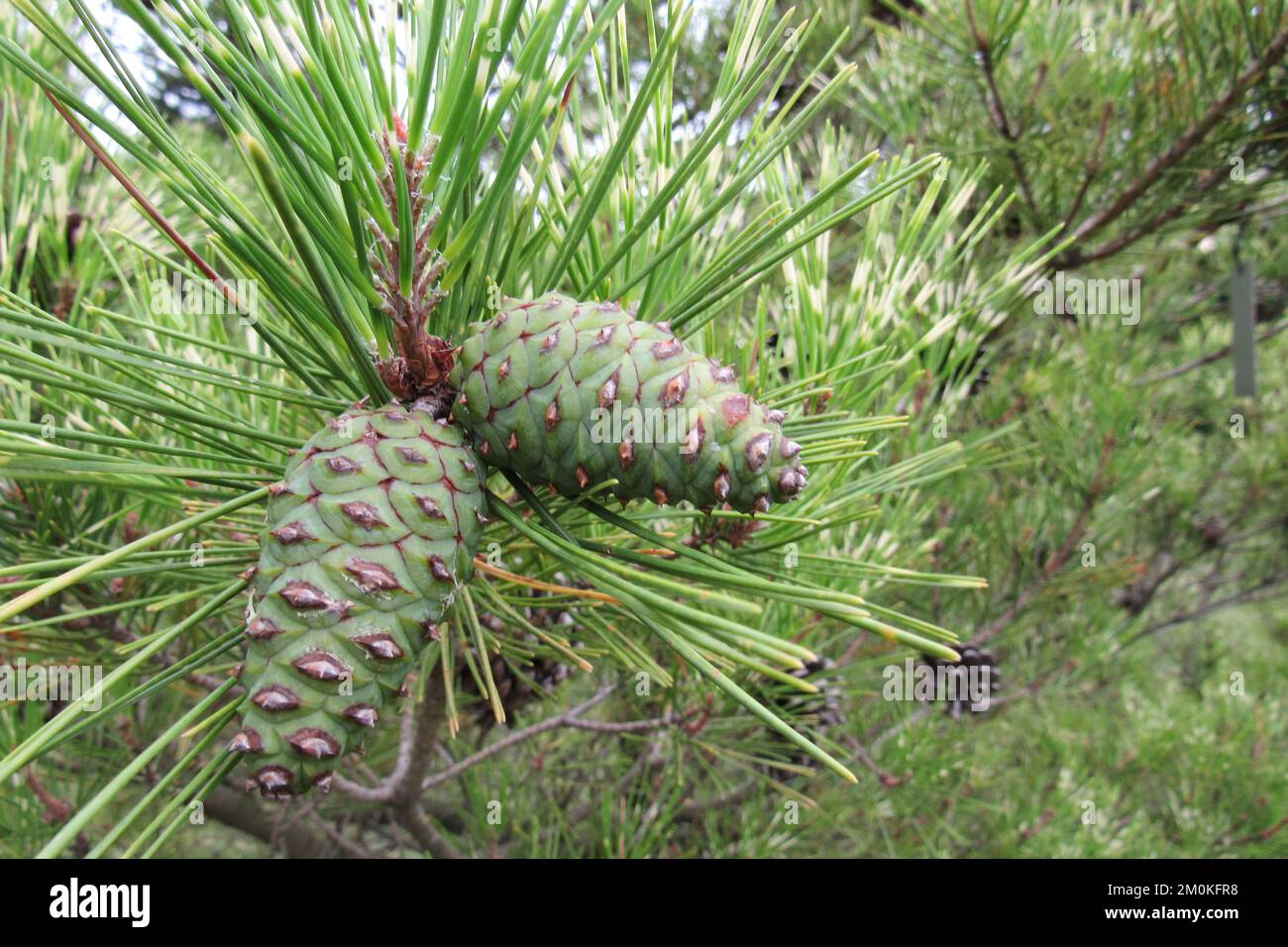 A closeup shot of the details of a Siberian pine tree (Pinus sibirica ...