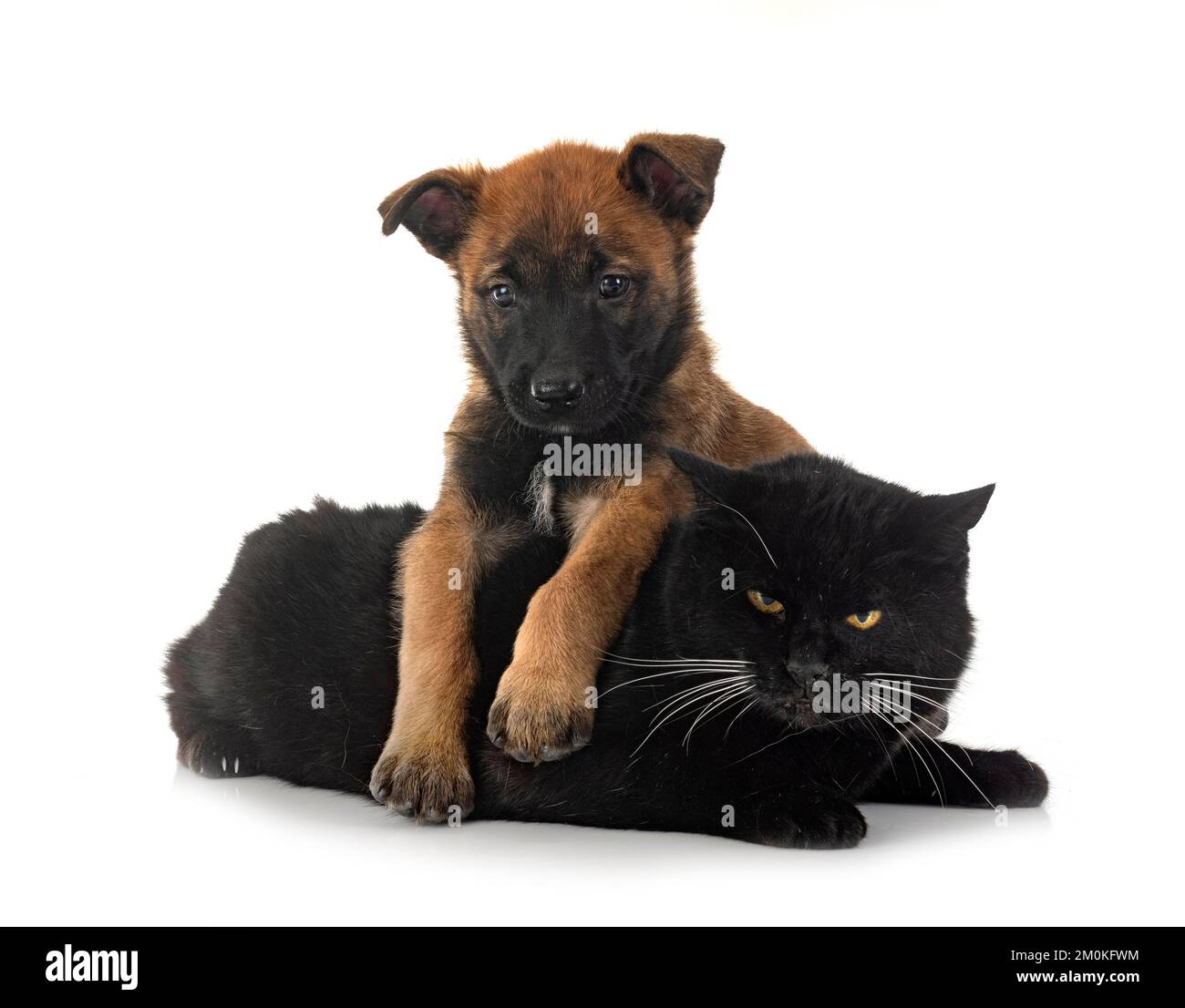 puppy belgian shepherd and cat in front of white background Stock Photo ...