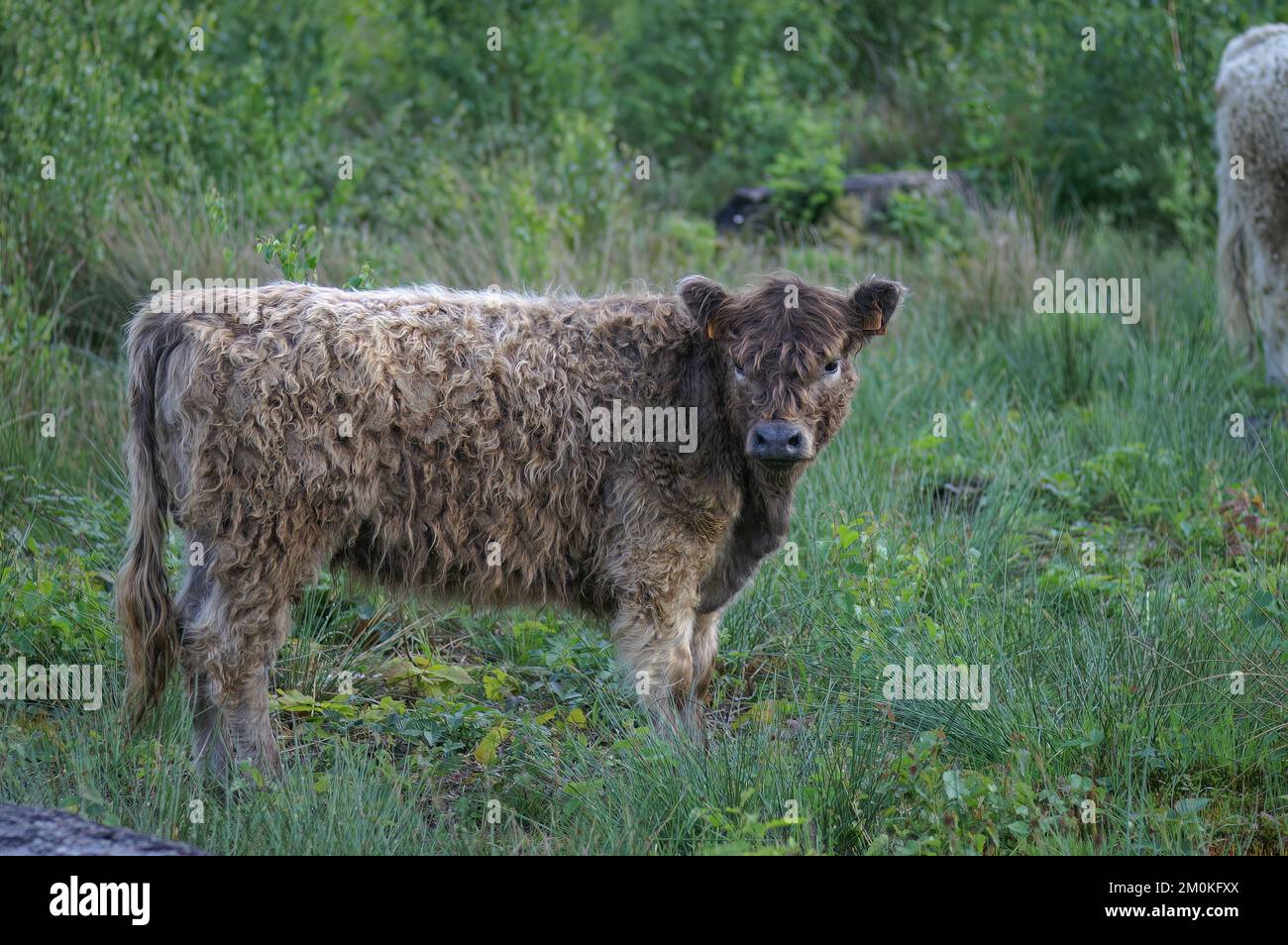 A cute furry galloway cow standing in a green meadow looking aside ...
