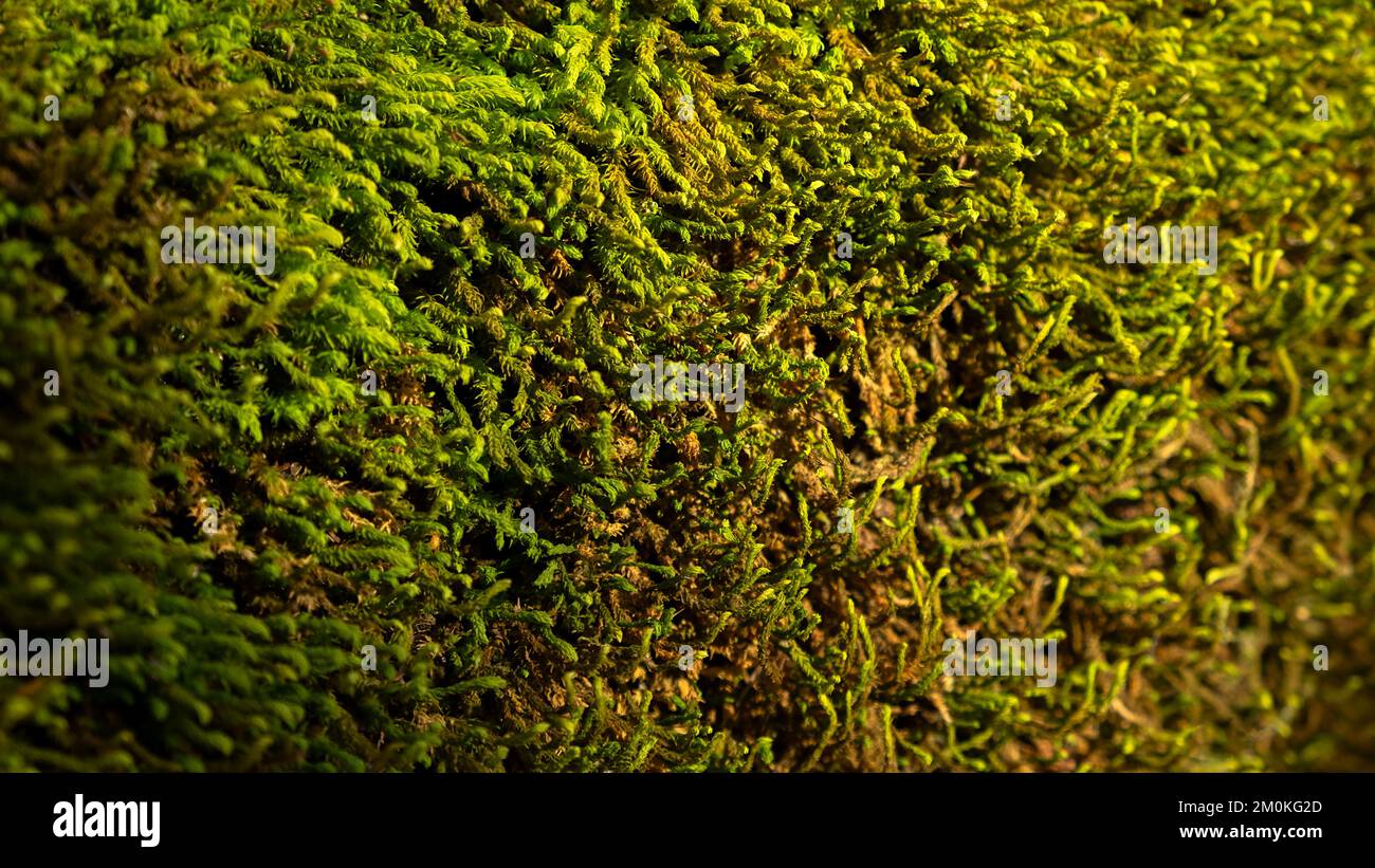 Moss texture close-up. Natural background for website design. The ...