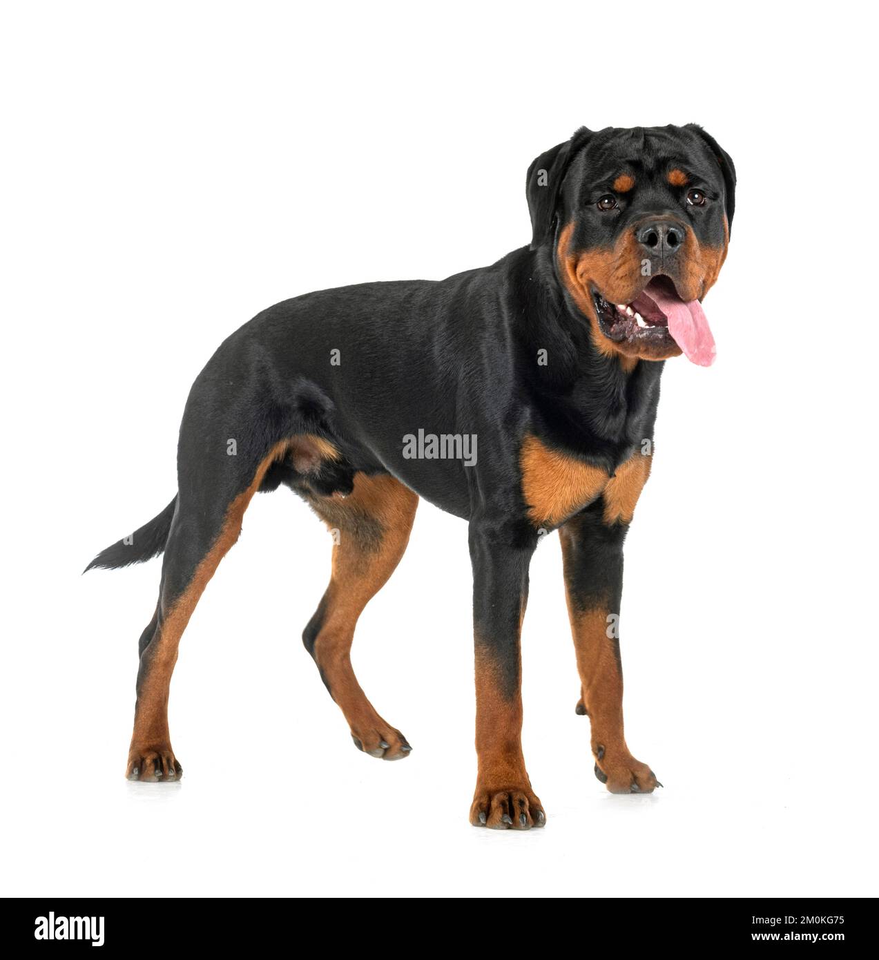 purebred rottweiler in front of white background Stock Photo - Alamy